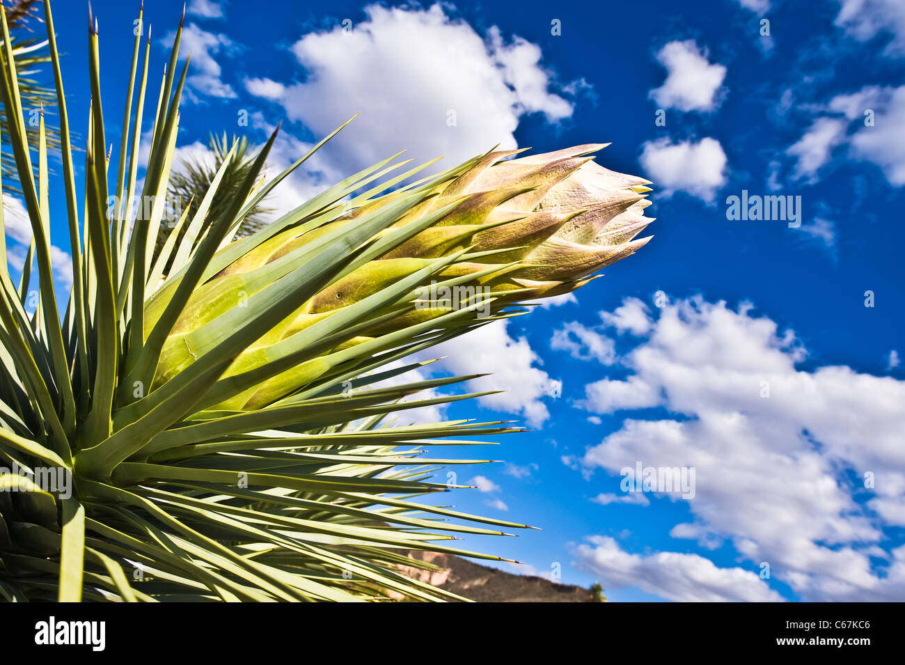 The Joshua Tree, the largest of the yuccas, grows only in the Mojave ...