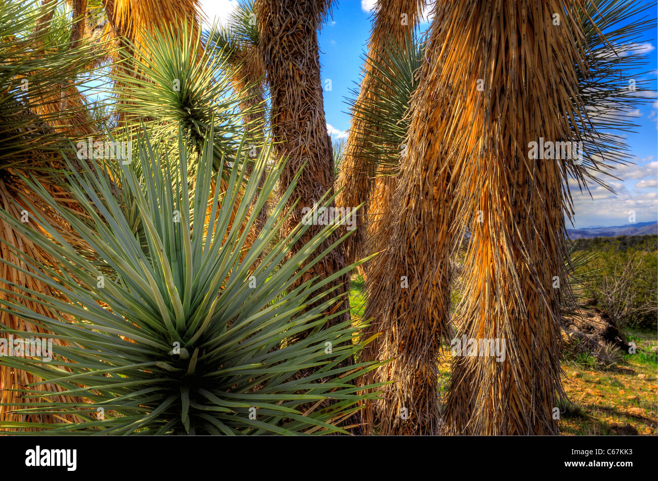 The Joshua Tree, the largest of the yuccas, grows only in the Mojave ...