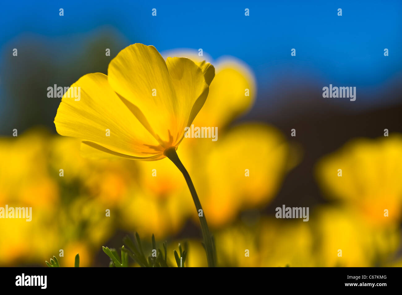 Mexican Gold Poppies are the plant that is most responsible for the ...