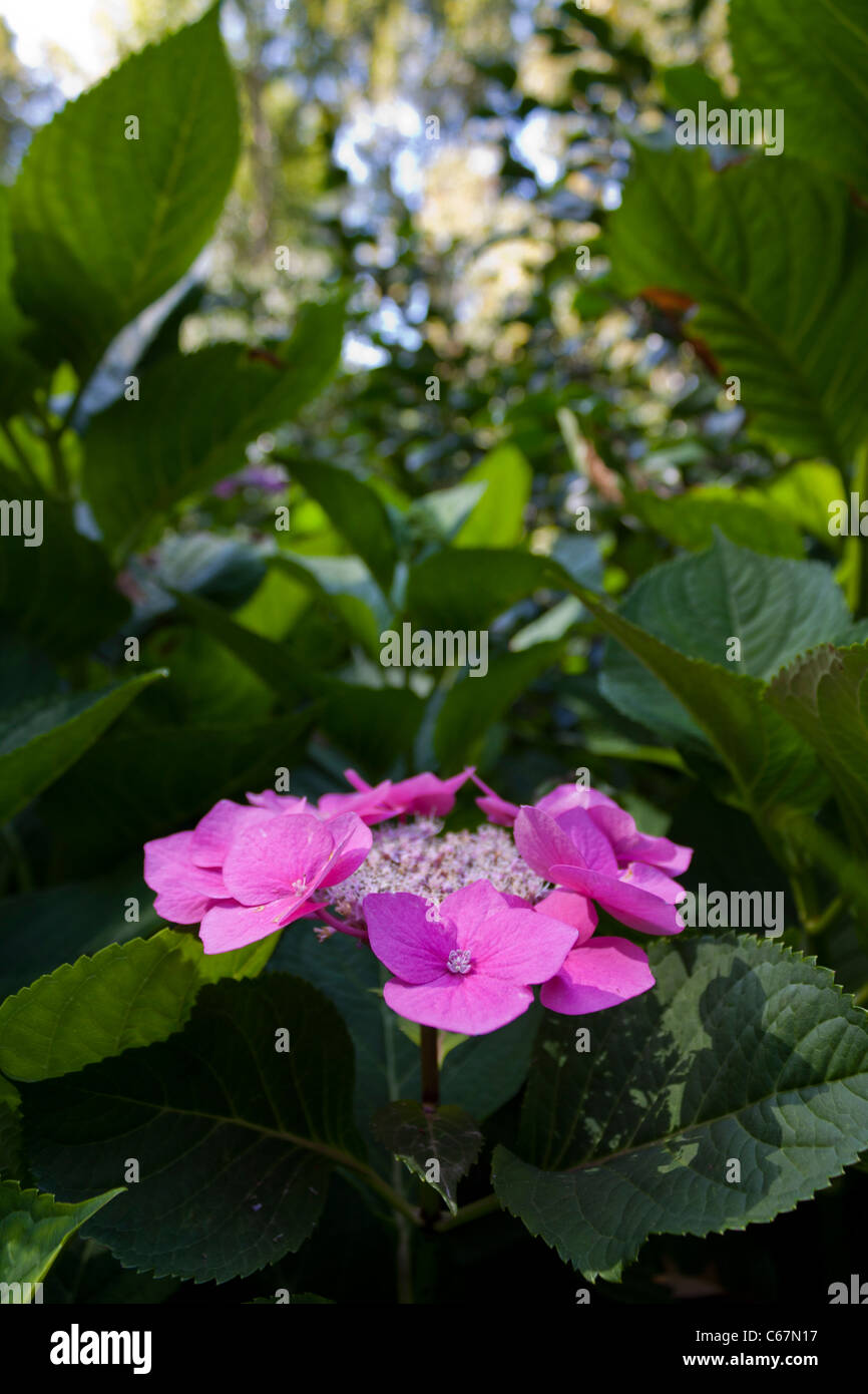 pink flower between plants leaves Stock Photo - Alamy