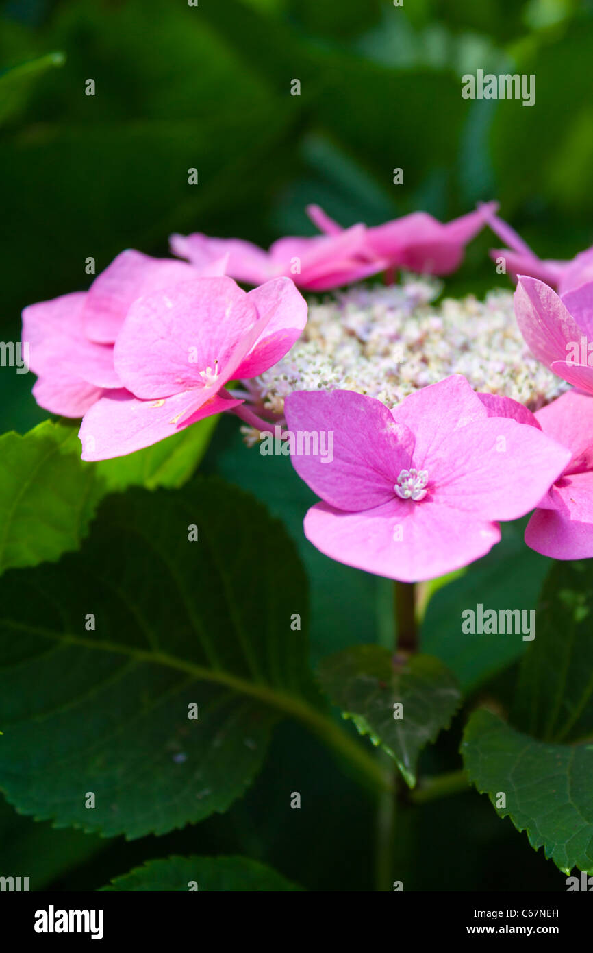 pink flower between plants leaves Stock Photo - Alamy