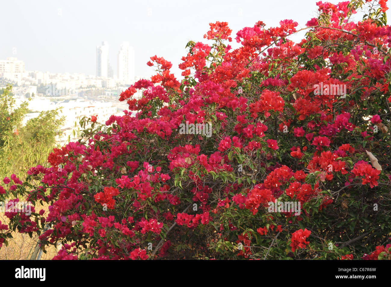amazing red flowers, in garden Stock Photo - Alamy