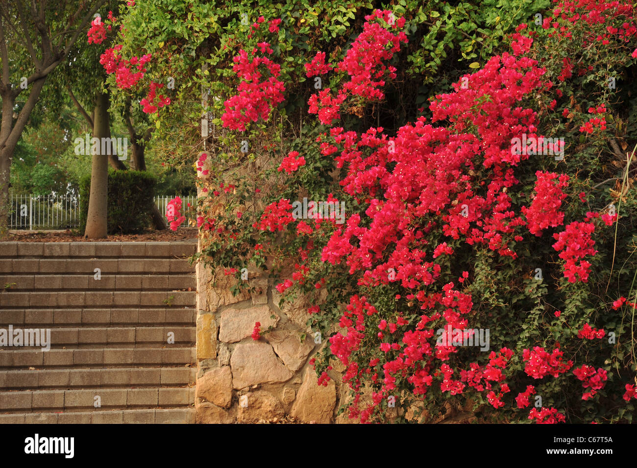 amazing red flowers, in garden Stock Photo - Alamy