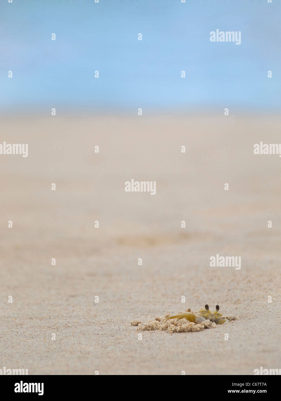 A ghost crab digging in the sand on a tropical beach Stock Photo - Alamy