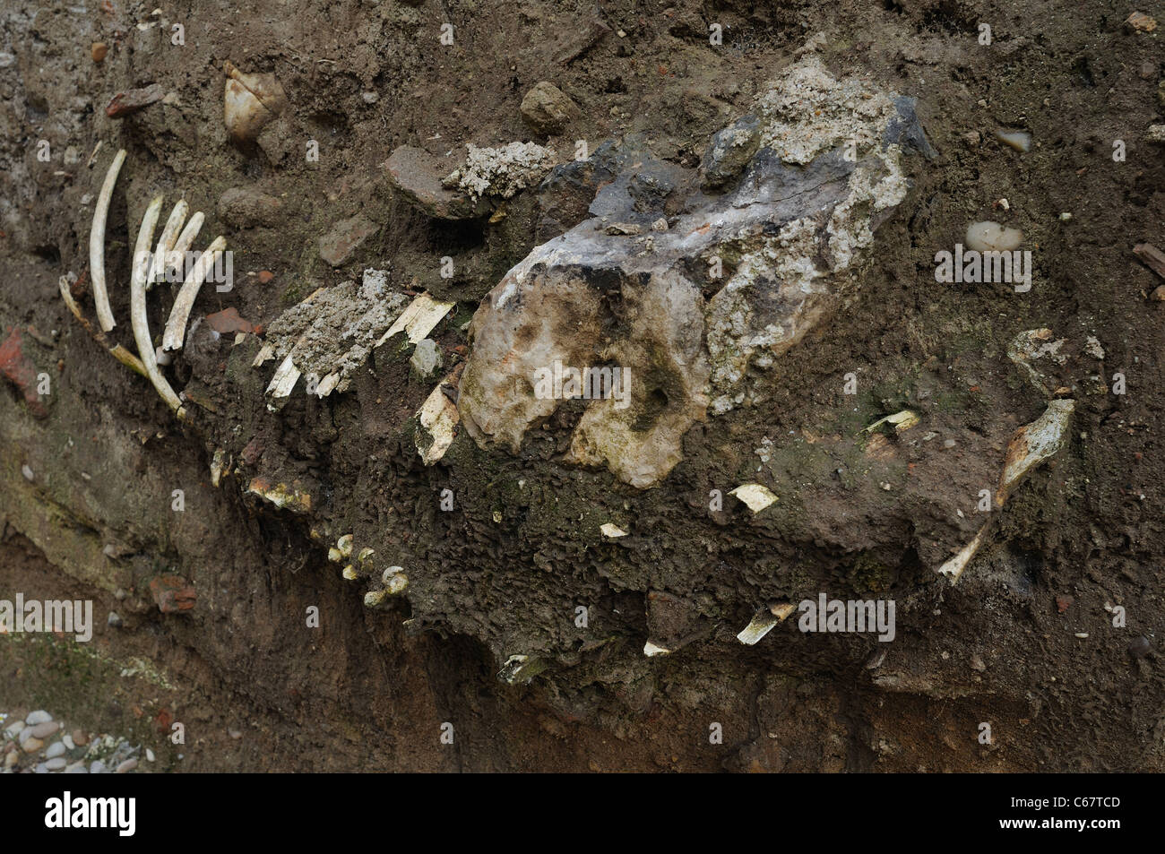 Middle stone age skeleton hi-res stock photography and images - Alamy