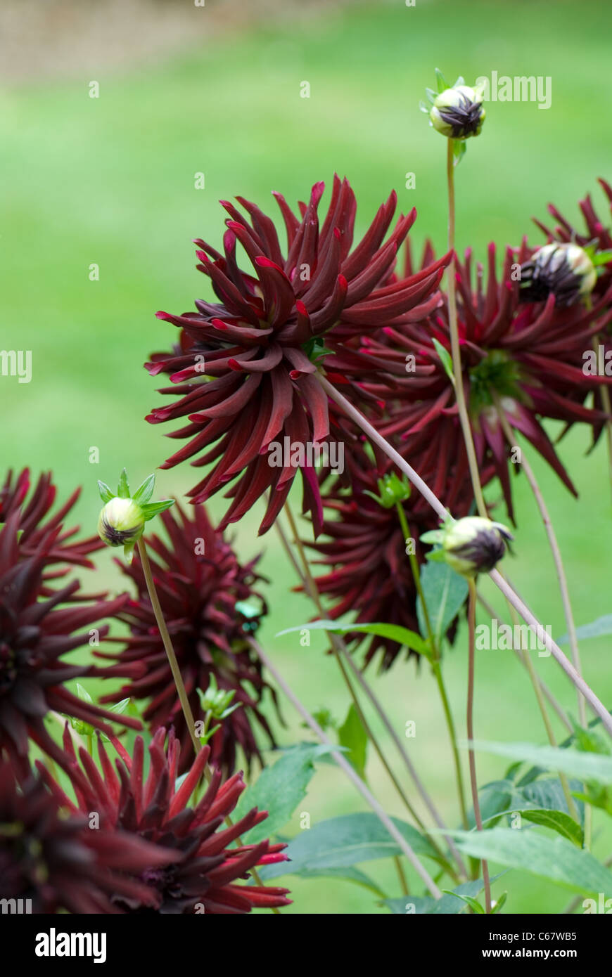 Dahlia tuber shoot hi-res stock photography and images - Alamy