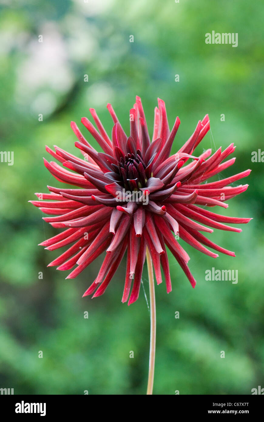 Dahlia tuber shoot hi-res stock photography and images - Alamy