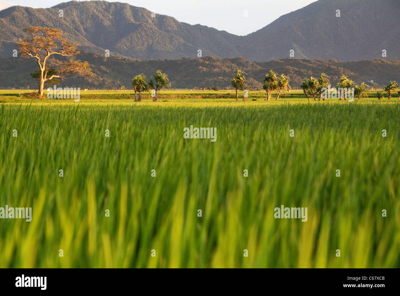 Philippine rice field hi-res stock photography and images - Alamy