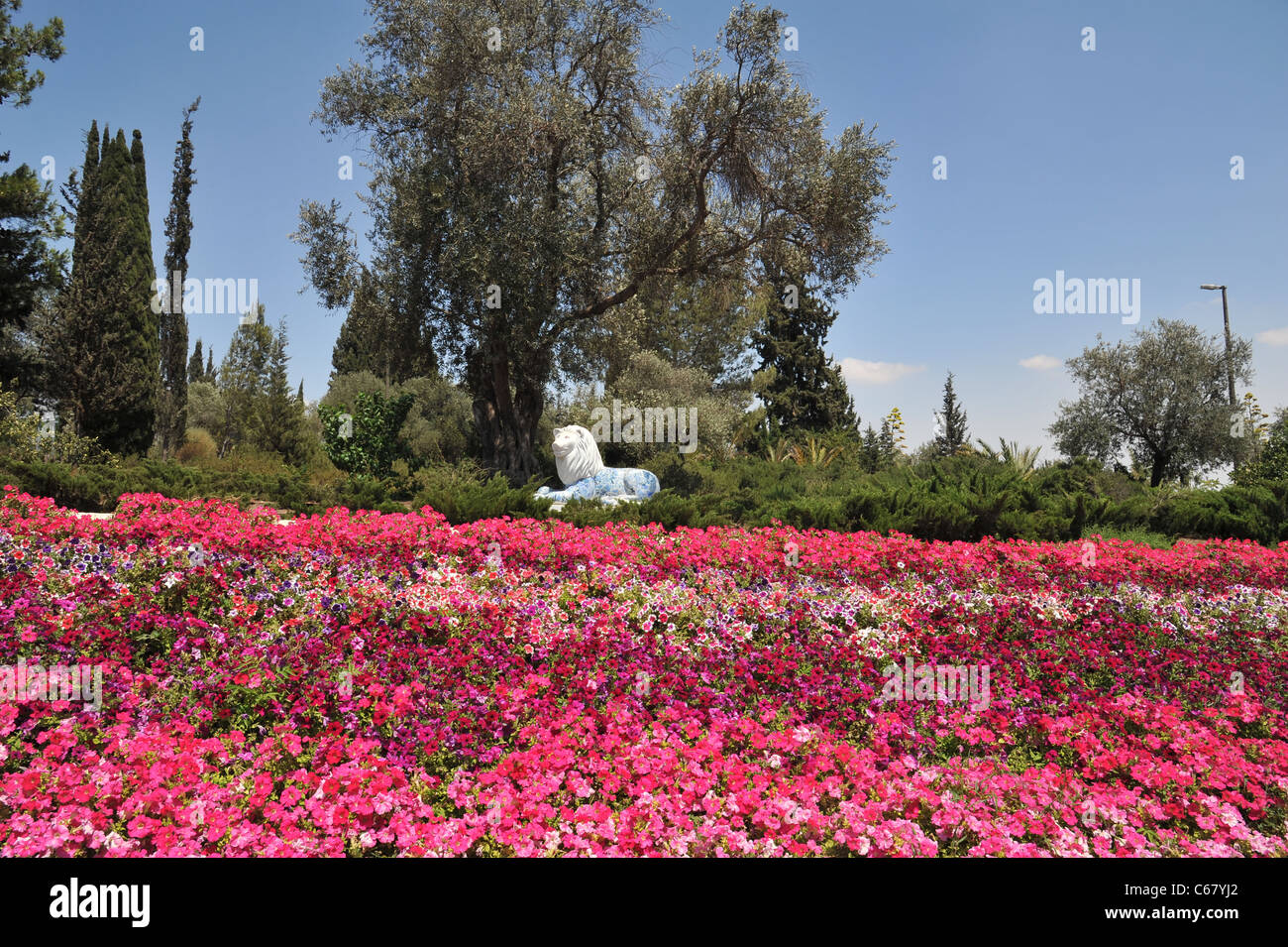 red flowers in garden Stock Photo - Alamy