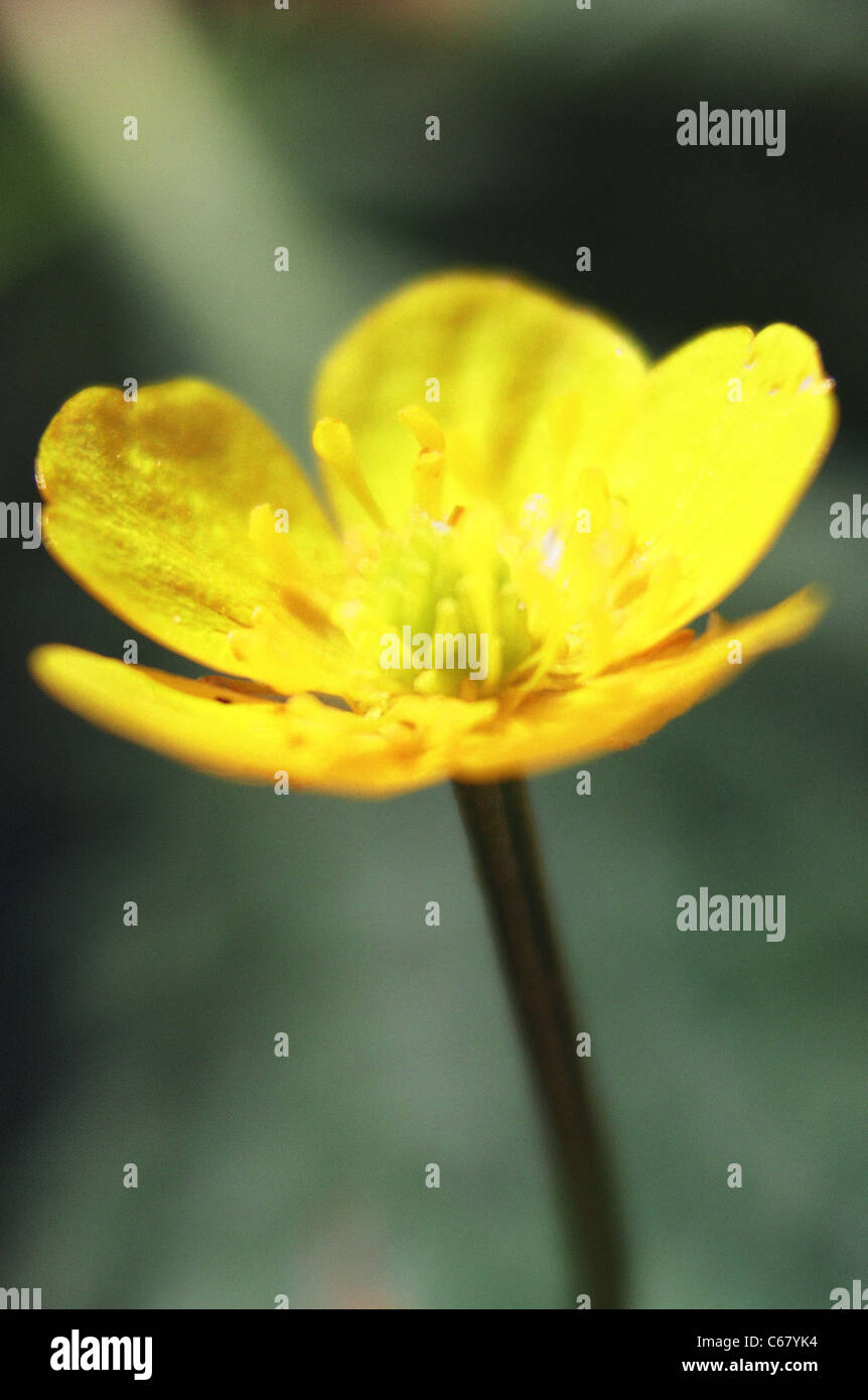 flower. ray of sunlight Stock Photo - Alamy