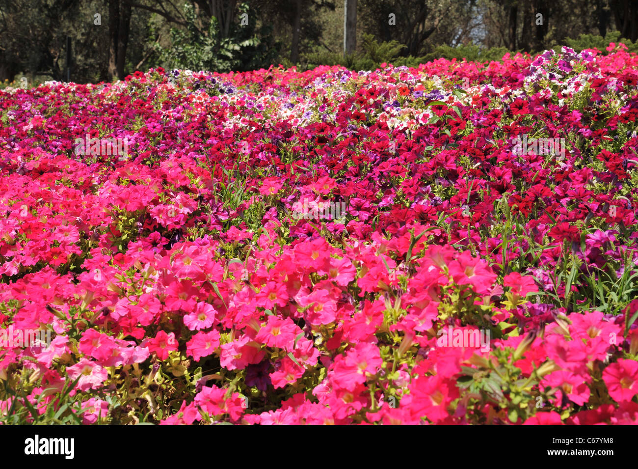 red flowers in garden Stock Photo - Alamy