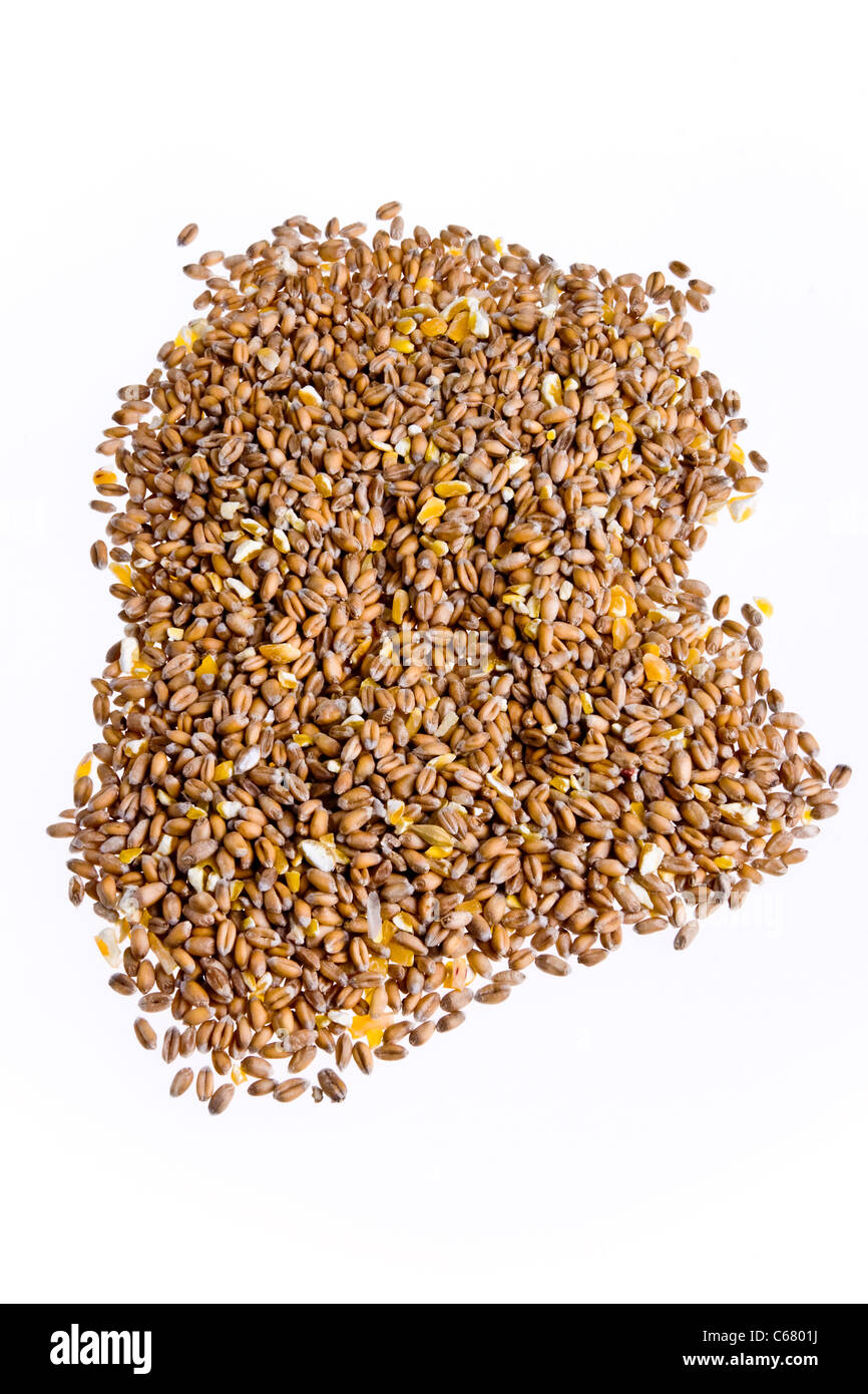 Corn seeds of kernels Stock Photo - Alamy