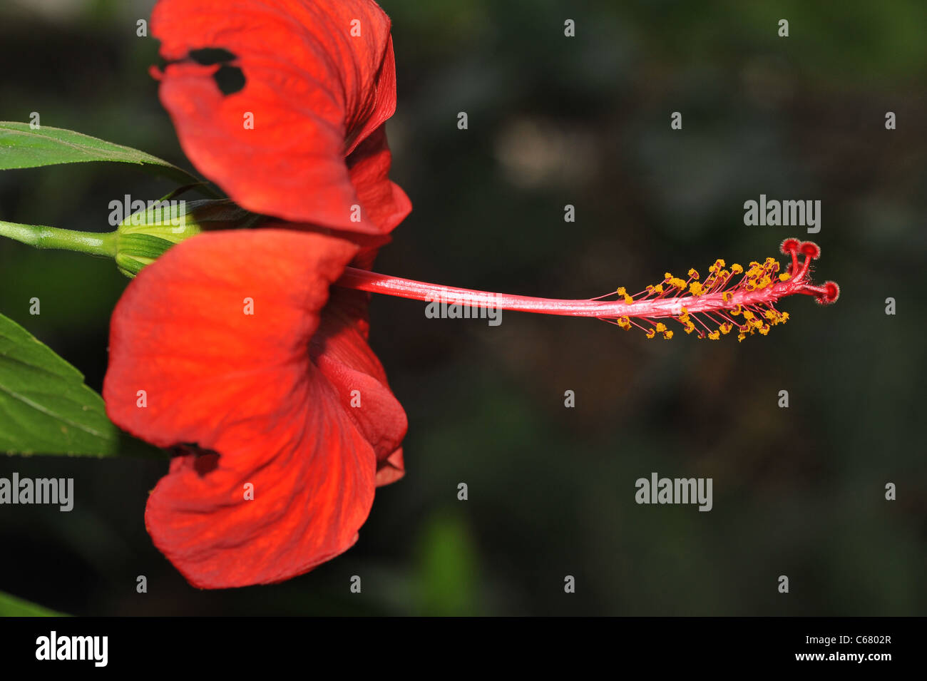 red flowers in garden Stock Photo - Alamy