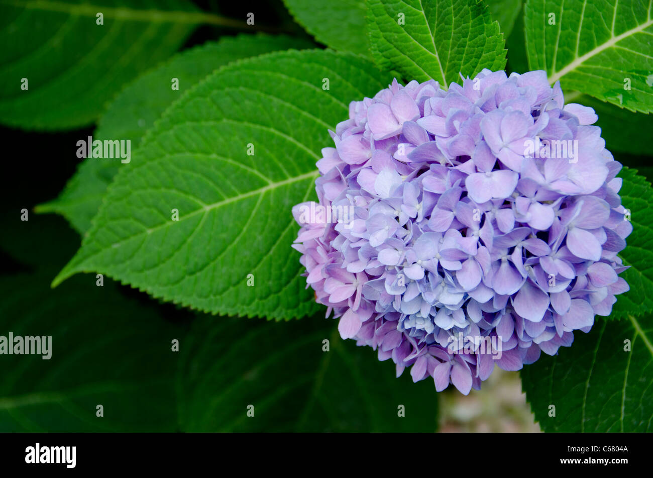 Rhode Island, Providence. Colorful hydrangea bloom Stock Photo - Alamy