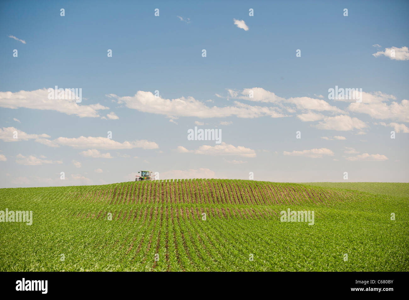 A farmer drives a tractor through his corn field in Idaho in Summer ...