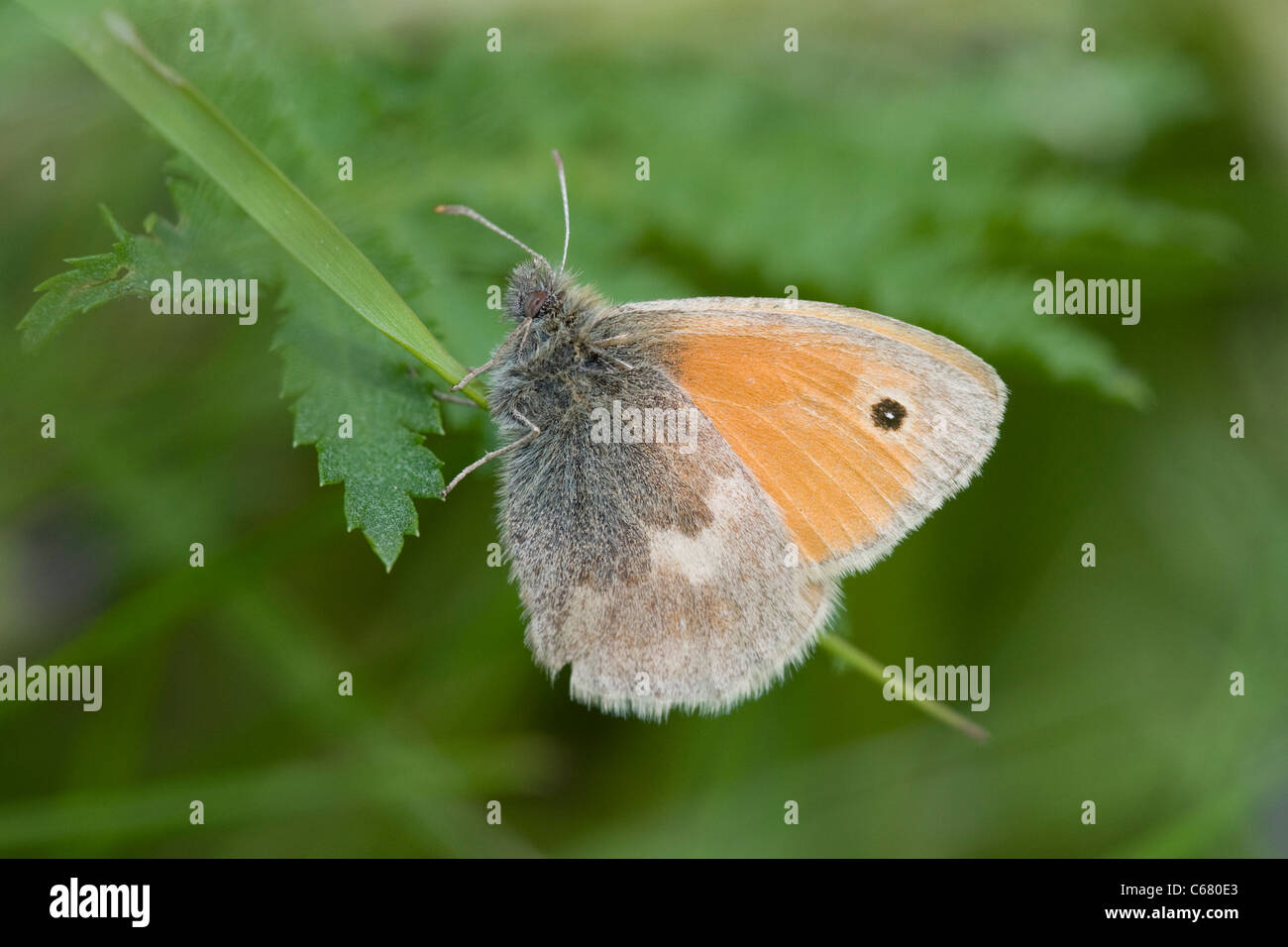 Small heath moth hi-res stock photography and images - Alamy