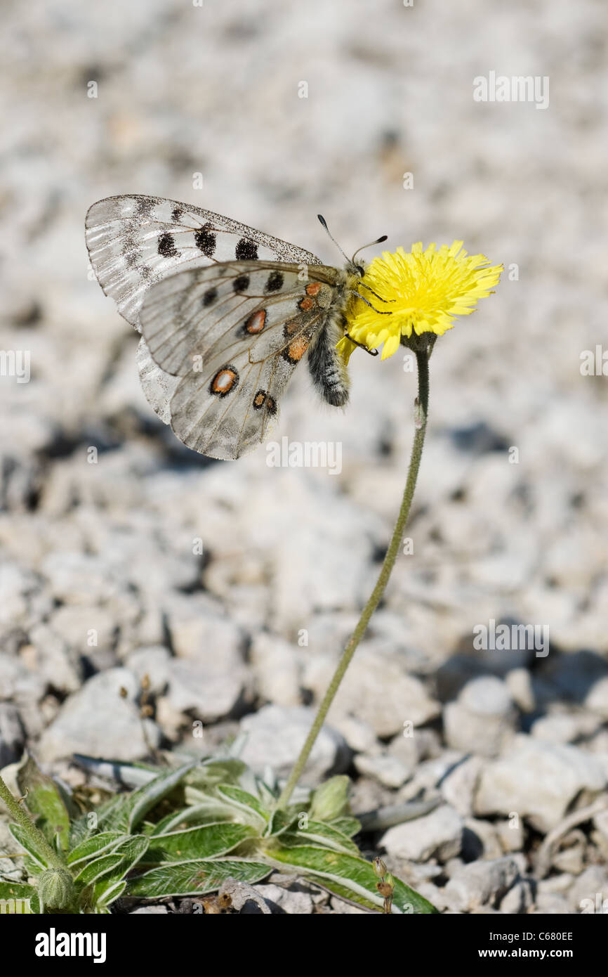 Papilio apollo hi-res stock photography and images - Alamy