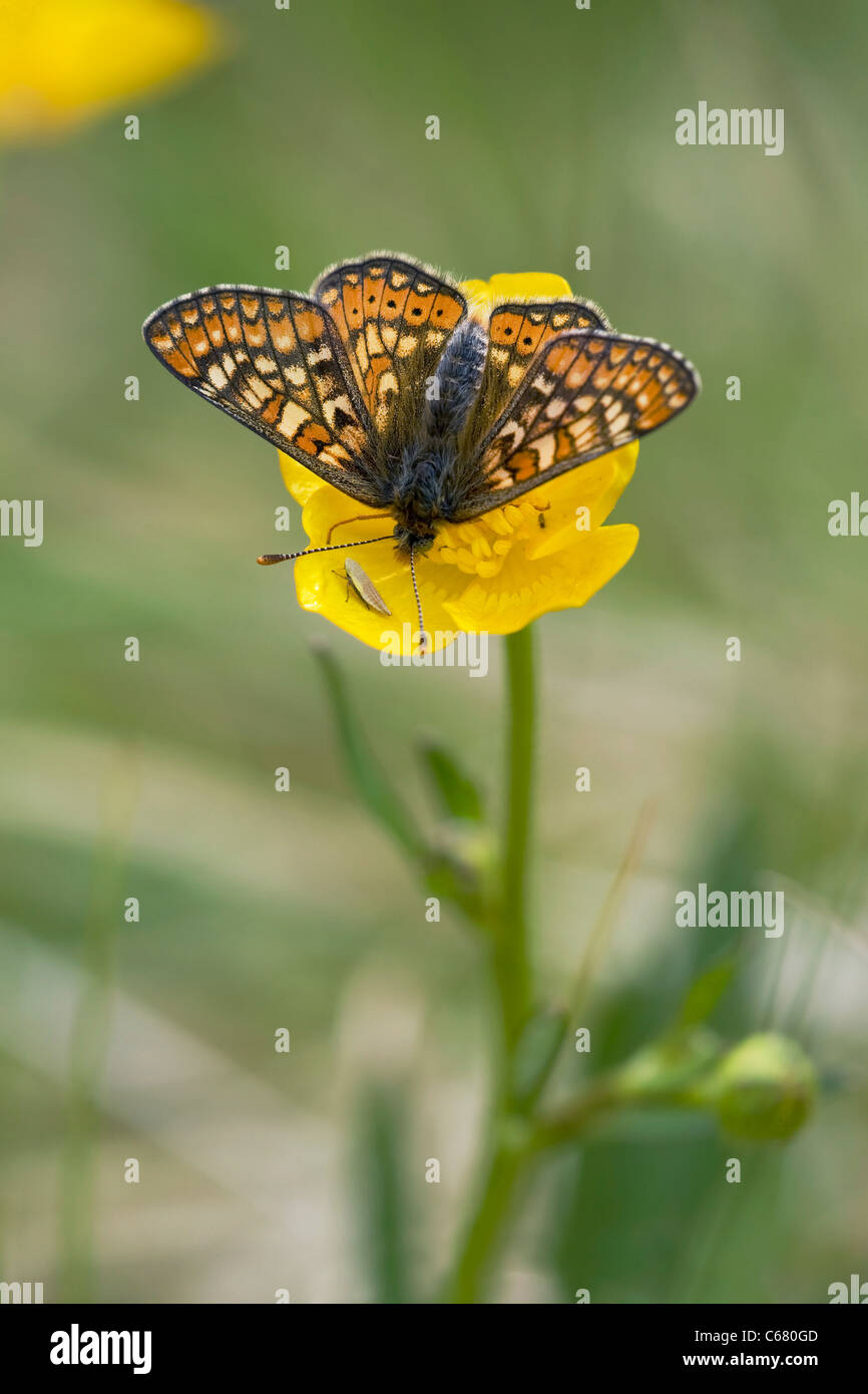 Marsh Fritillary (Euphydryas aurinia Stock Photo - Alamy