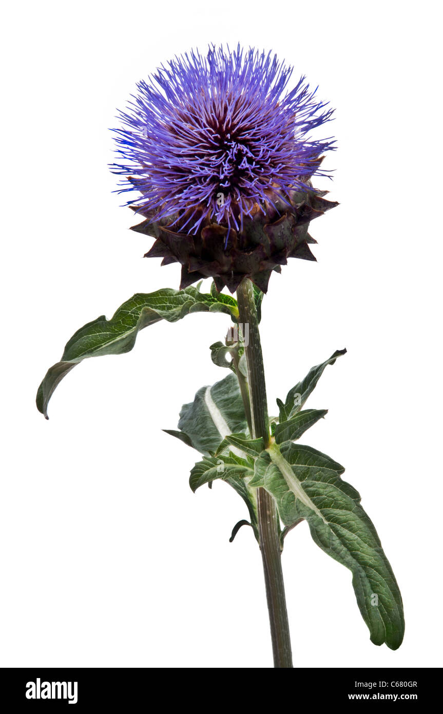 Thistle flower hi-res stock photography and images - Alamy
