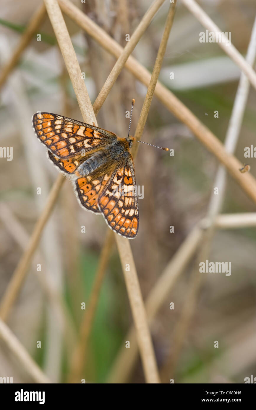 Marsh Fritillary (Euphydryas aurinia Stock Photo - Alamy