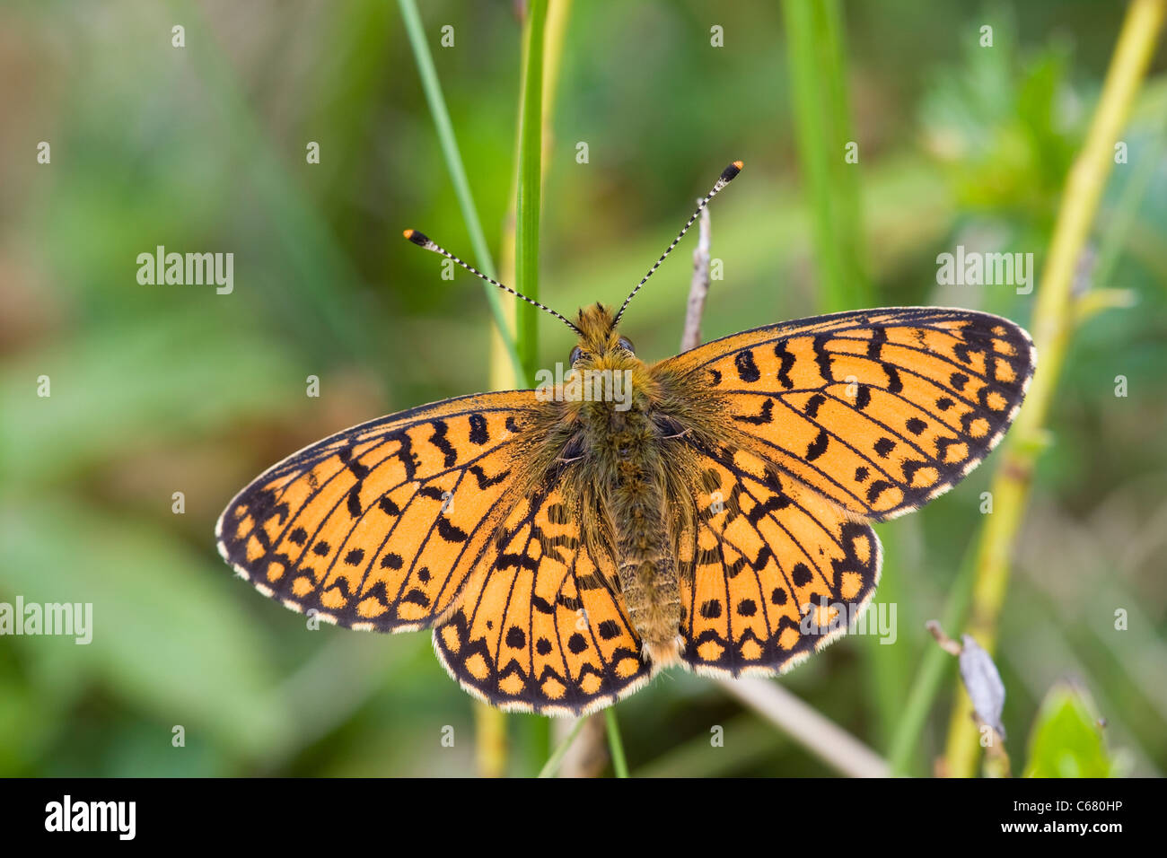 Silver bordered fritillary hi-res stock photography and images - Alamy