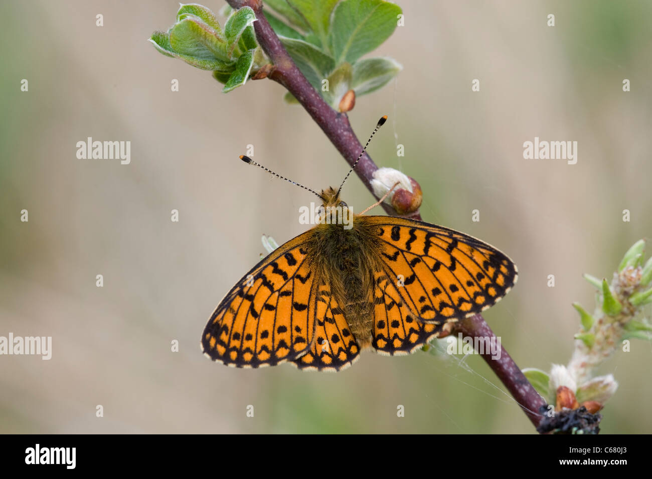 Silver-bordered Fritillary (Boloria selene Stock Photo - Alamy