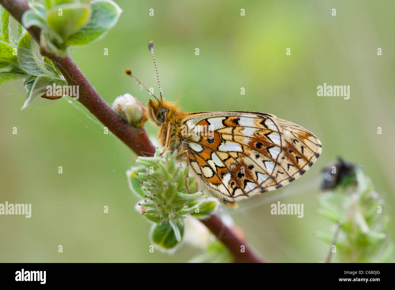 Silver bordered fritillary hi-res stock photography and images - Alamy