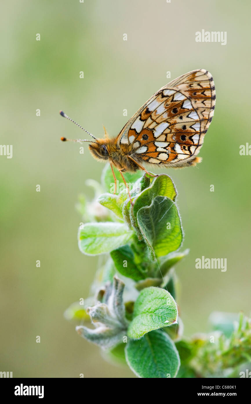 Silver bordered fritillary hi-res stock photography and images - Alamy