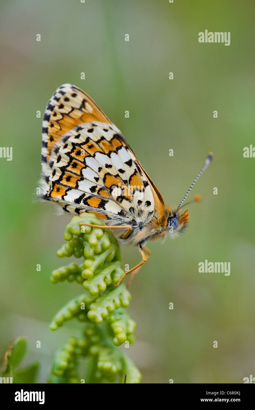 Glanville Fritillary (Melitaea cinxia Stock Photo - Alamy