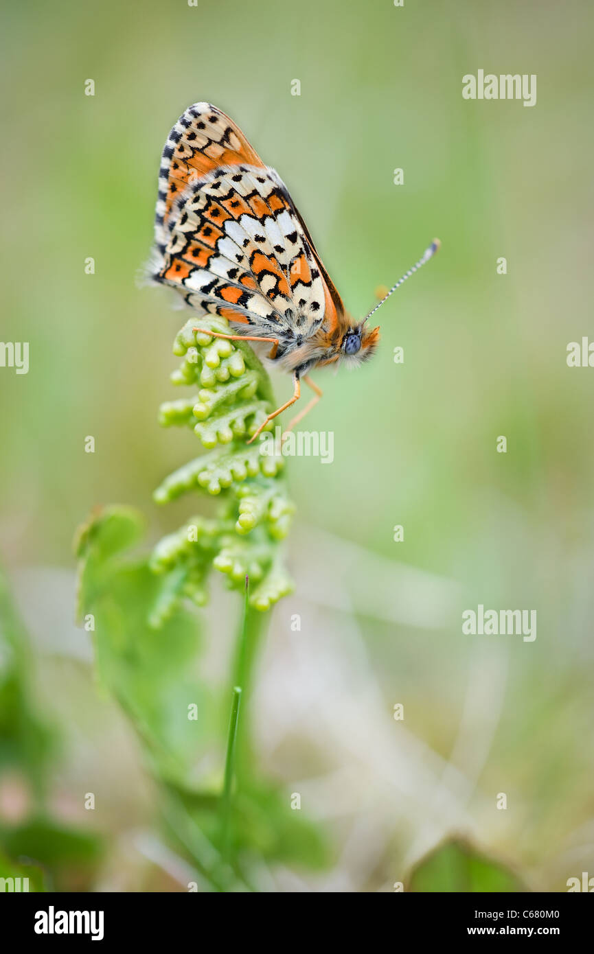 Glanville Fritillary (Melitaea cinxia Stock Photo - Alamy