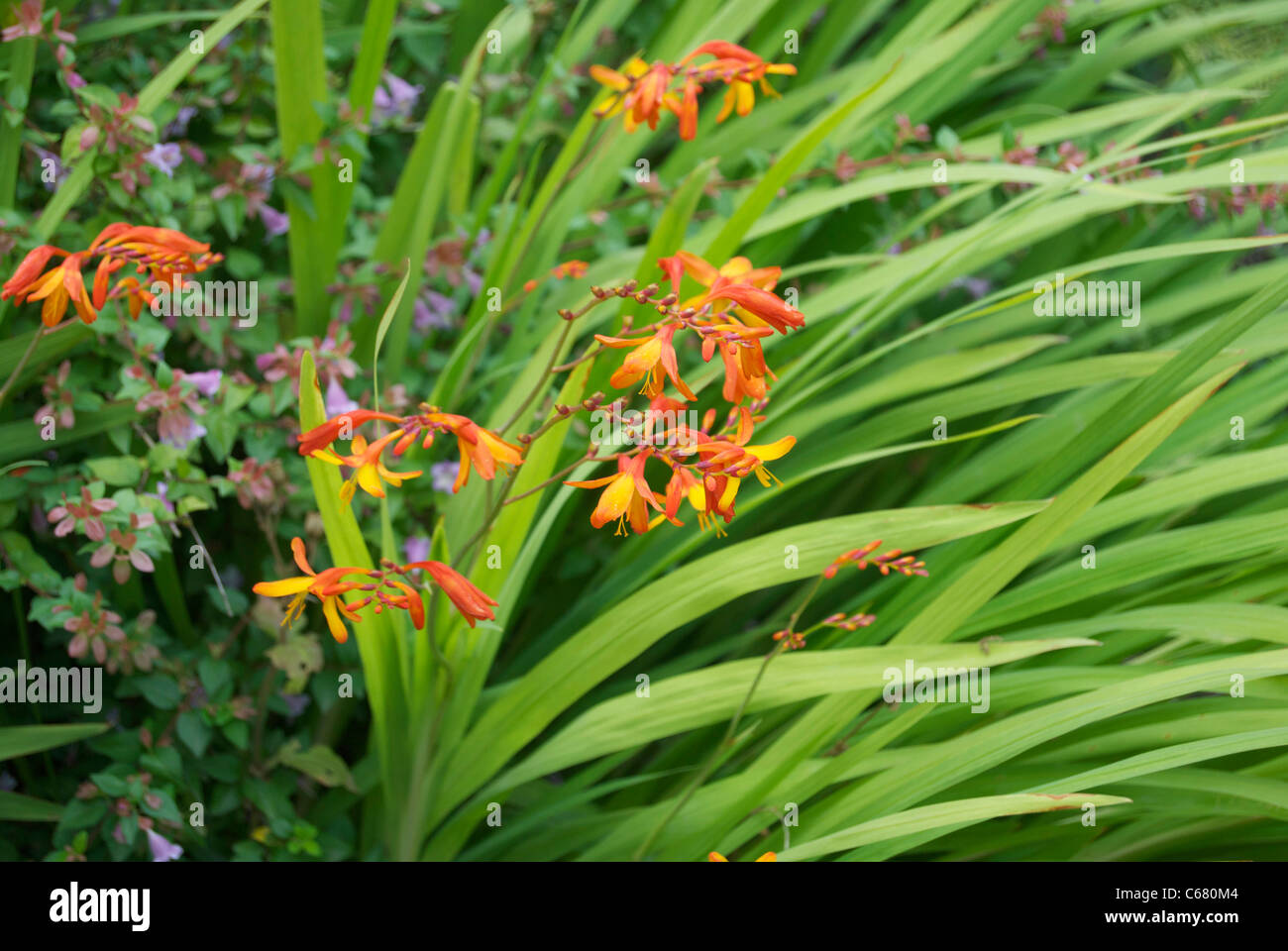 Flowers rushes hi-res stock photography and images - Alamy