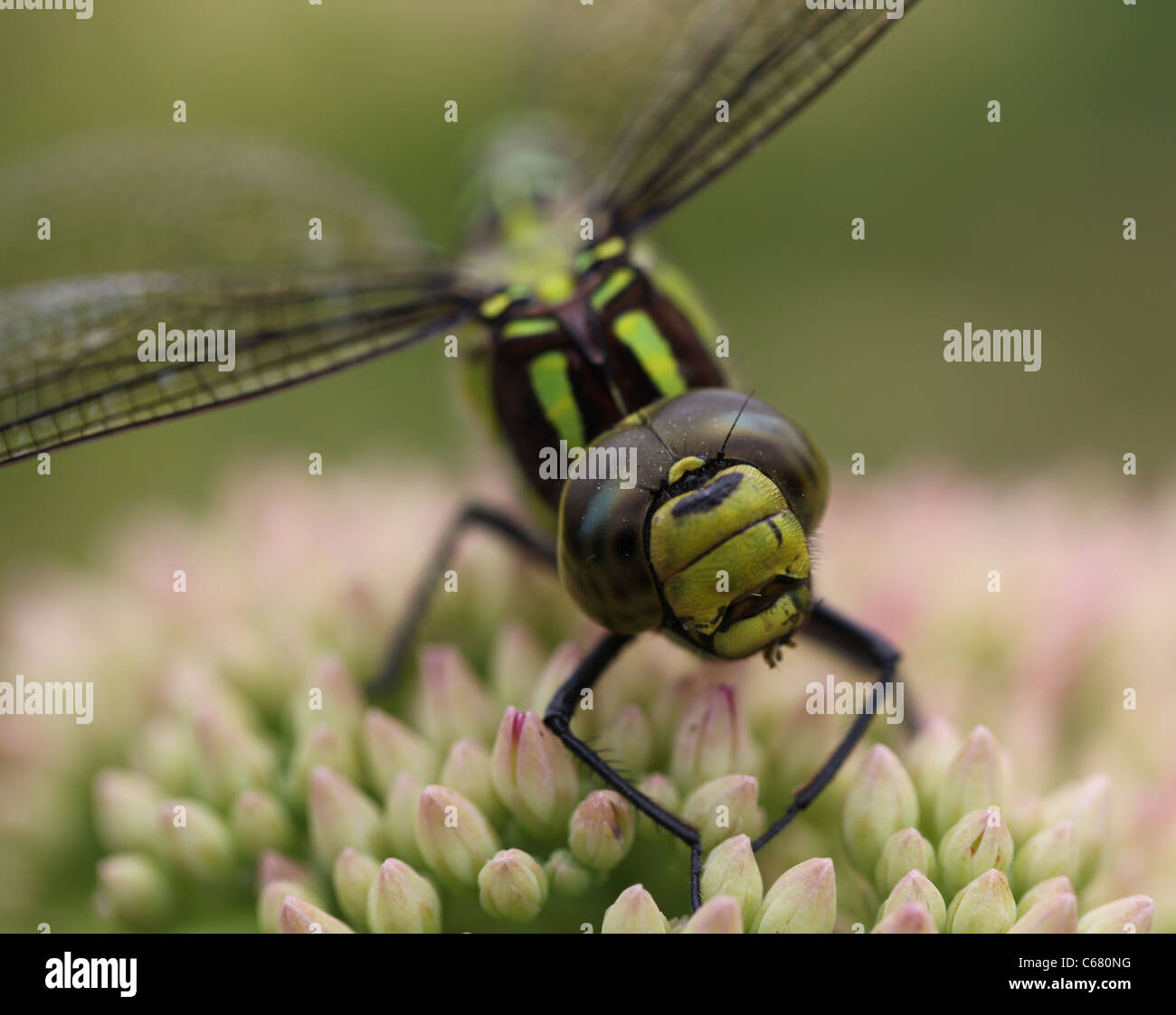 Close up of a Female Southern Hawker Dragonfly Stock Photo - Alamy