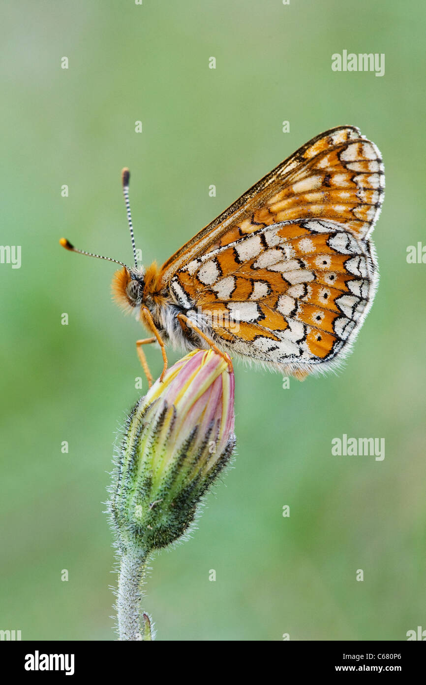 Marsh Fritillary (Euphydryas aurinia Stock Photo - Alamy