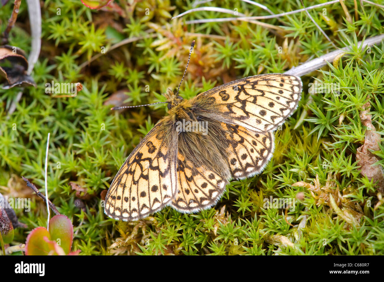 Silver studded fritillary hi-res stock photography and images - Alamy