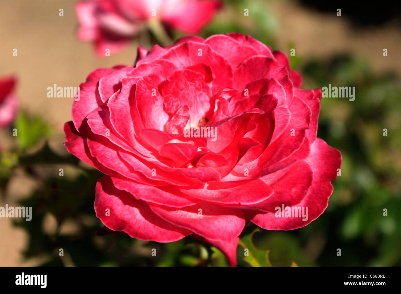 A pink rose of the garden of the Reales Alcazares of Jerez de la ...