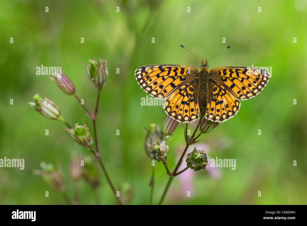 Silver-bordered Fritillary (Boloria selene) sitting on the top of a ...