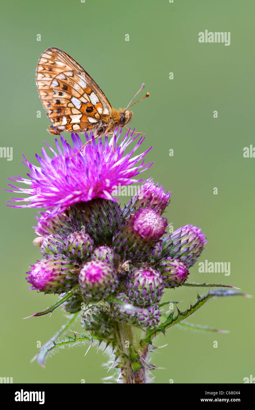 Silver bordered fritillary hi-res stock photography and images - Alamy