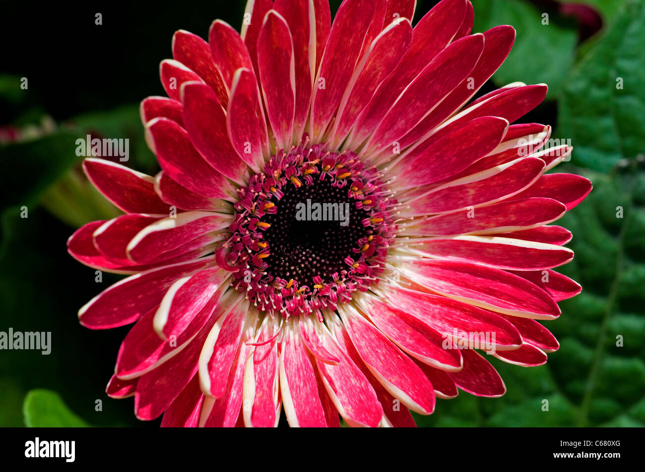 Gerbera Daisy flower Stock Photo - Alamy
