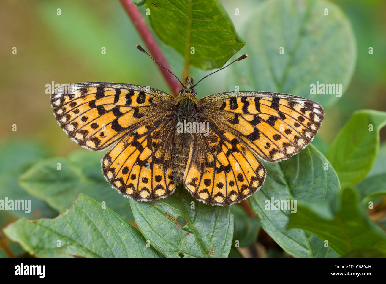 Silver-bordered Fritillary (Boloria selene Stock Photo - Alamy