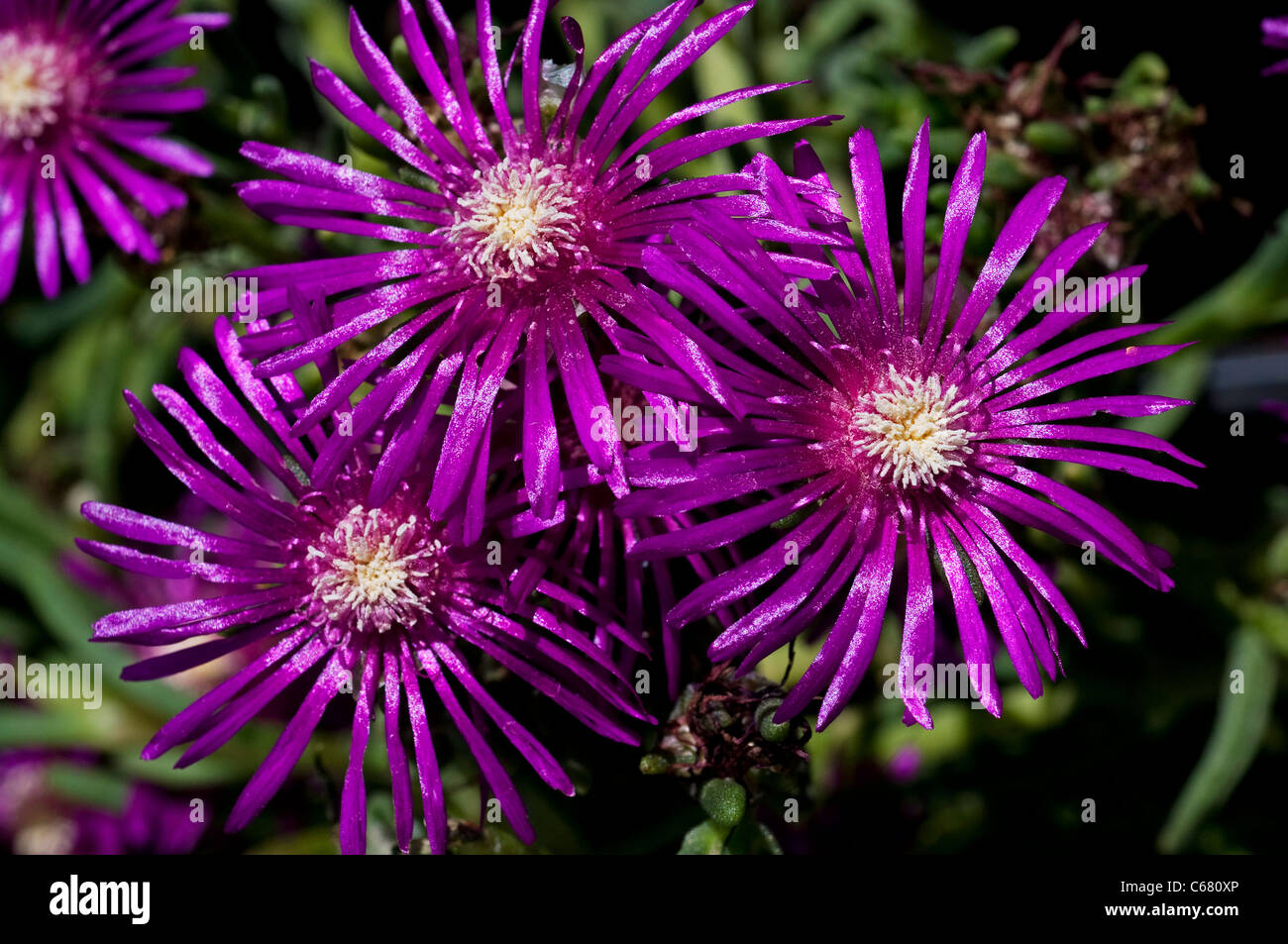Ice plant flower hi-res stock photography and images - Alamy