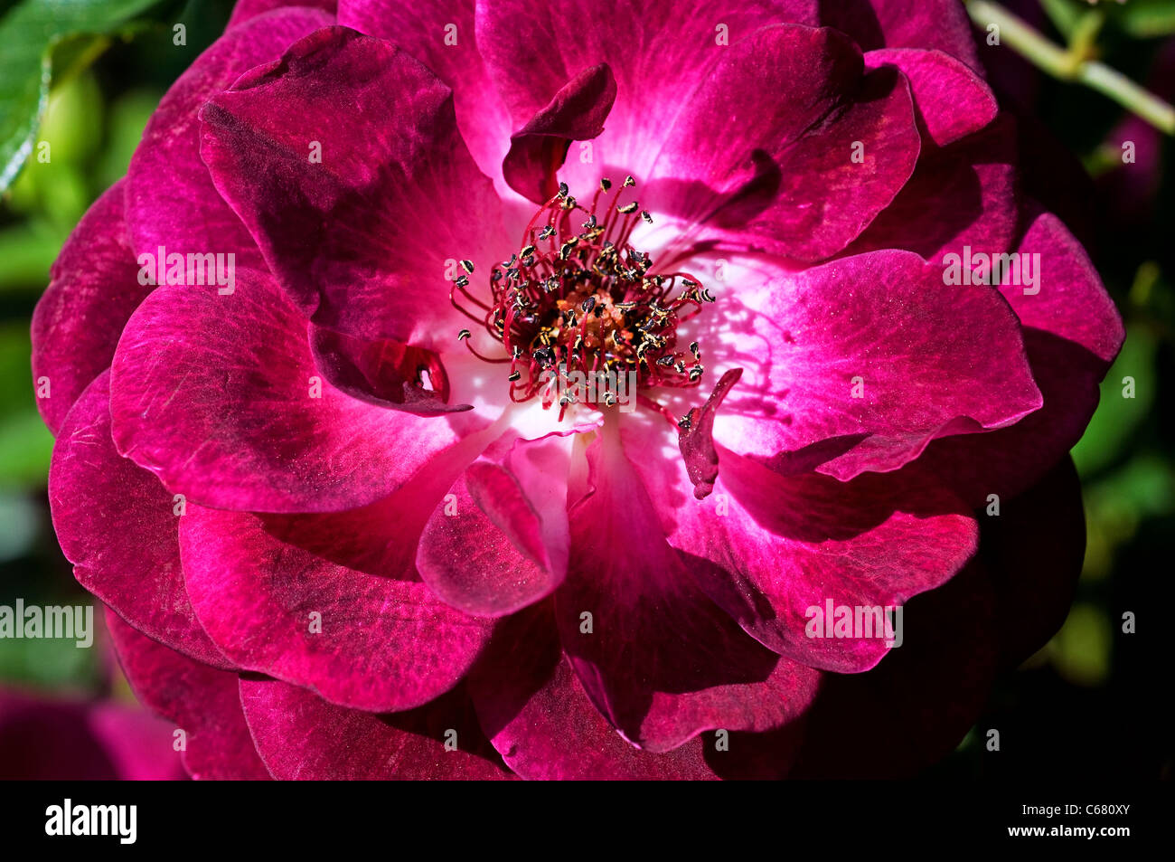 Iceberg Rose flower Stock Photo - Alamy