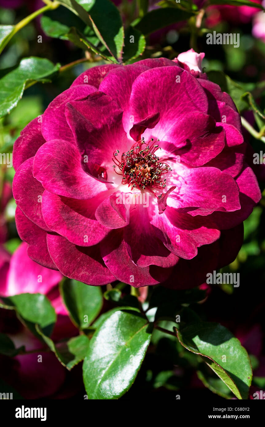 Iceberg Rose flower Stock Photo - Alamy
