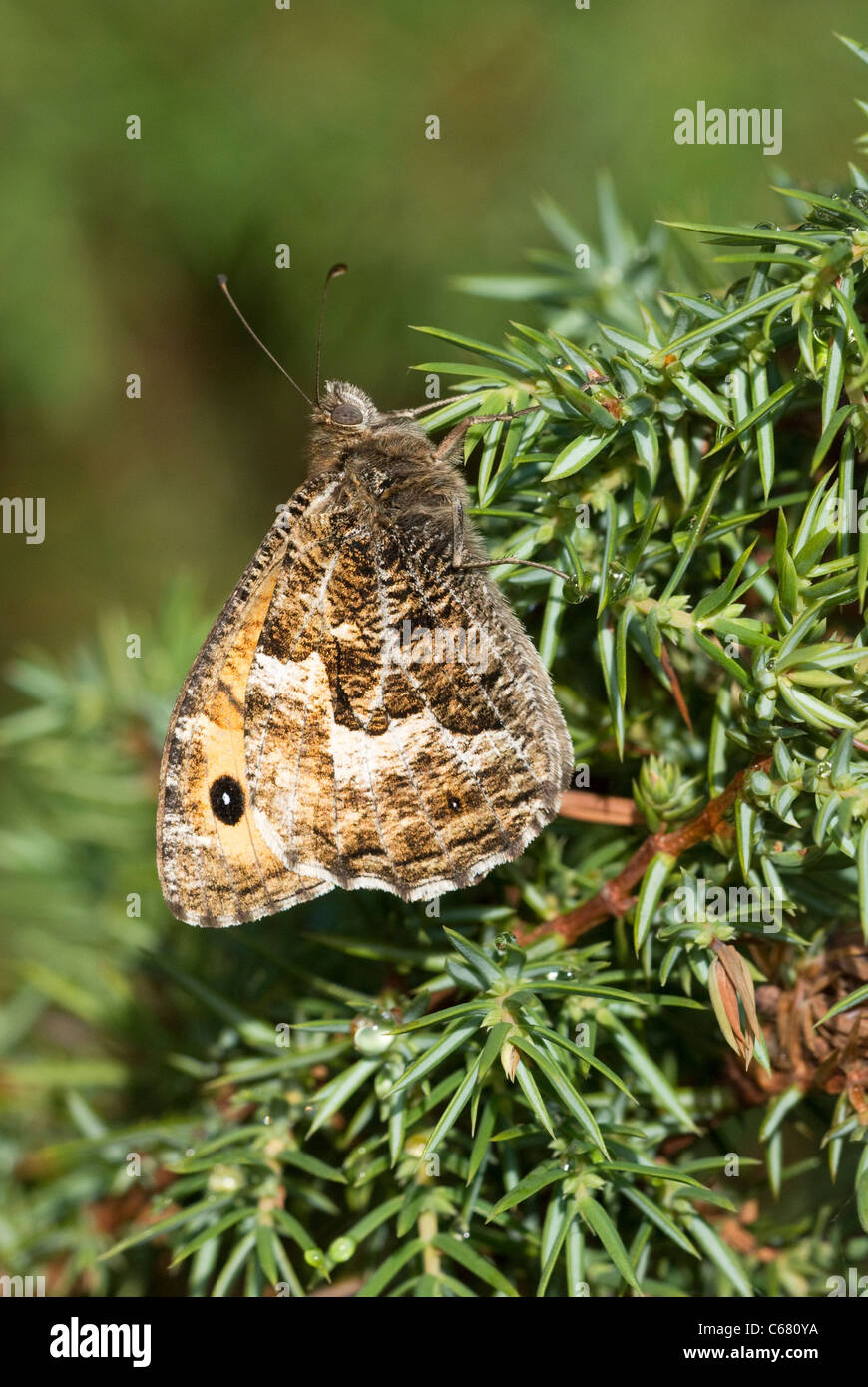 Hipparchia semele hi-res stock photography and images - Alamy