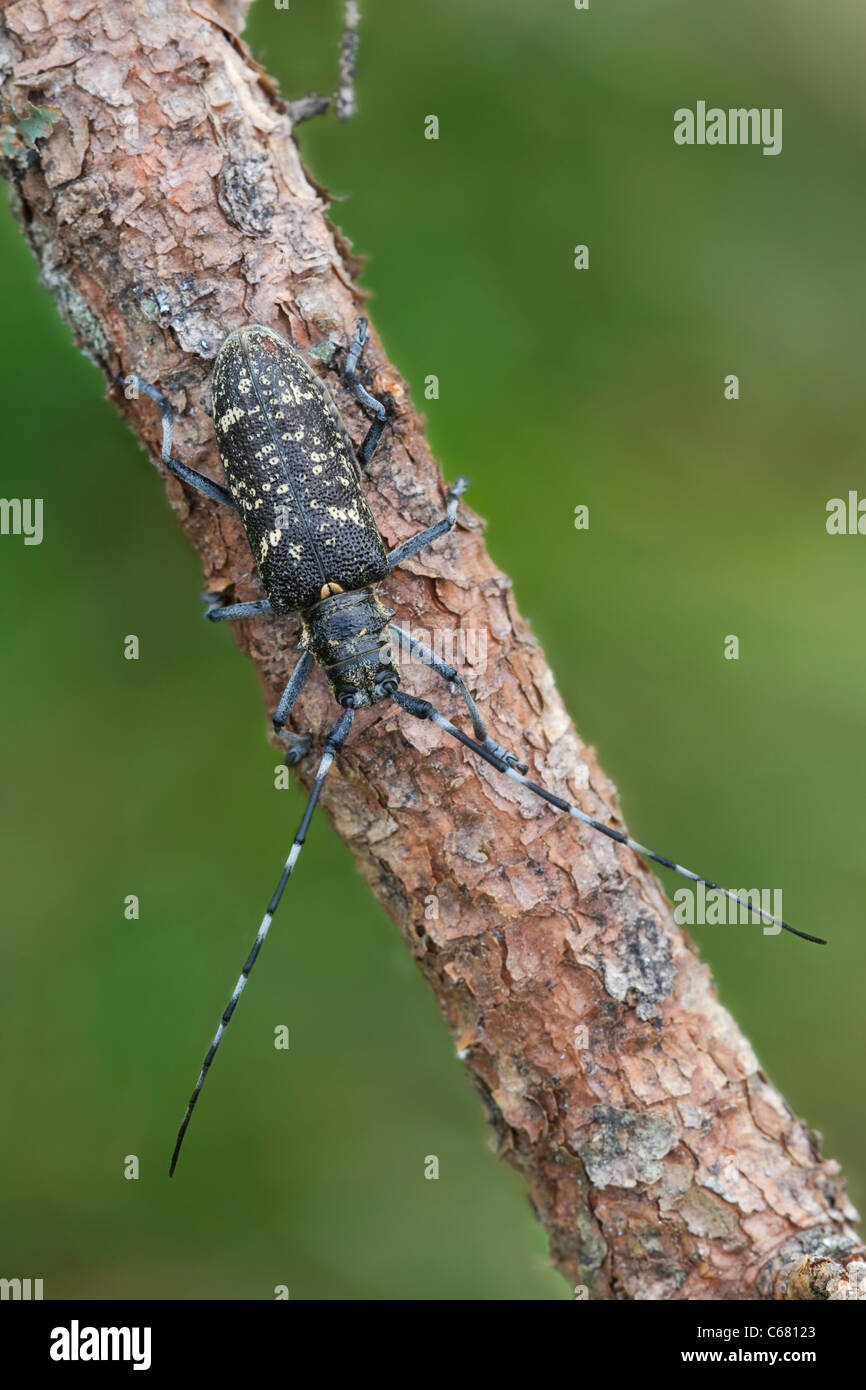 Long horned beetle monochamus hi-res stock photography and images - Alamy