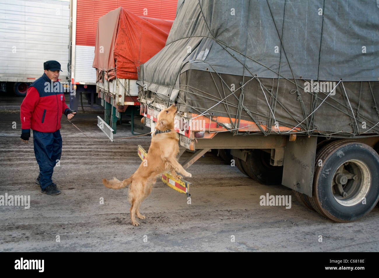 Can Labradors Be Drug Sniffing Dogs