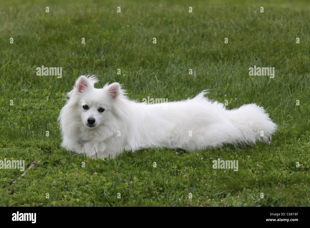 Miniature American Eskimo dog at 16 months Stock Photo - Alamy