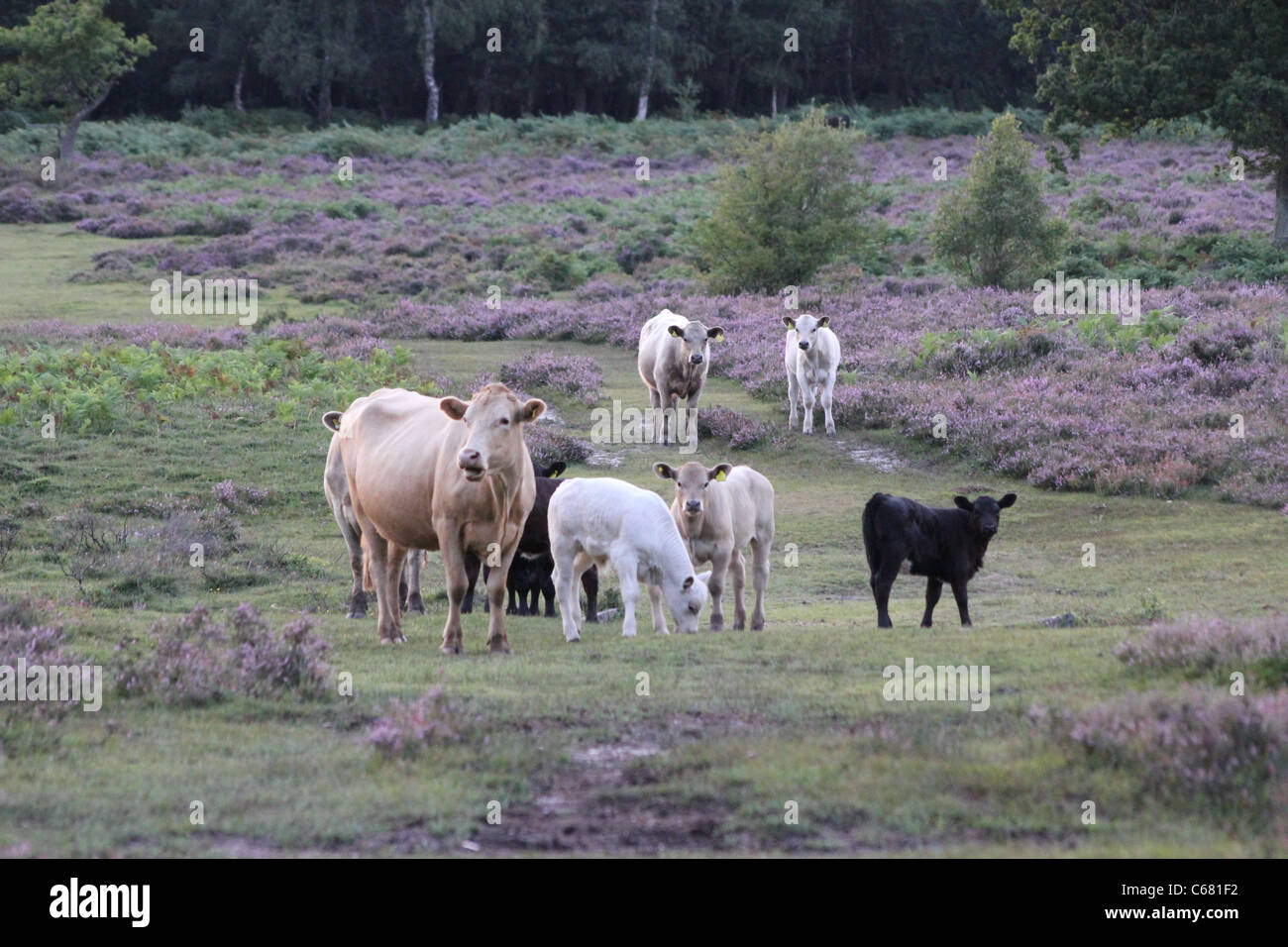 Free range cattle hi-res stock photography and images - Alamy