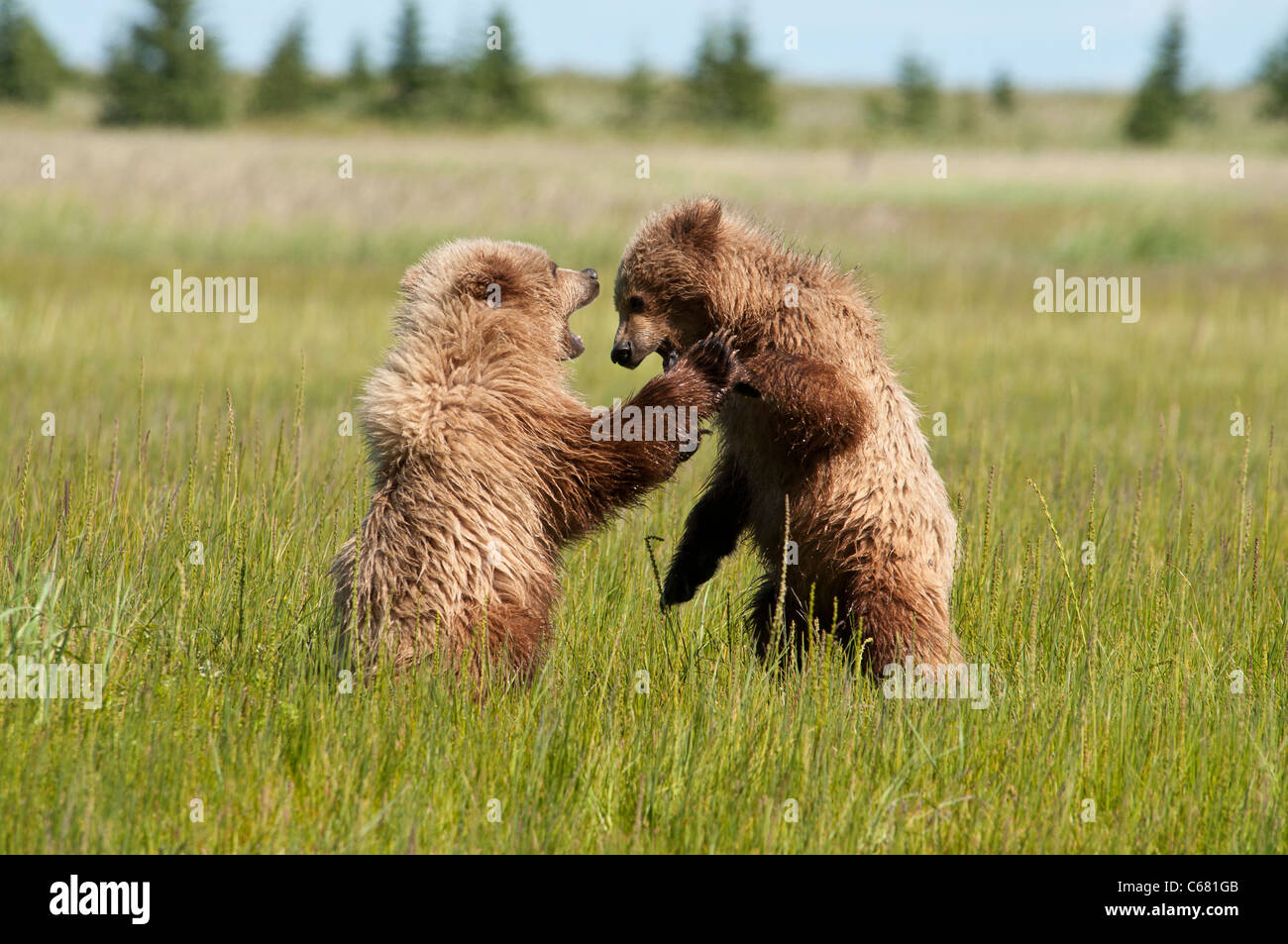 Stock Photo Of Two Yearling Bear Cubs Wrestling Stock Photo Alamy