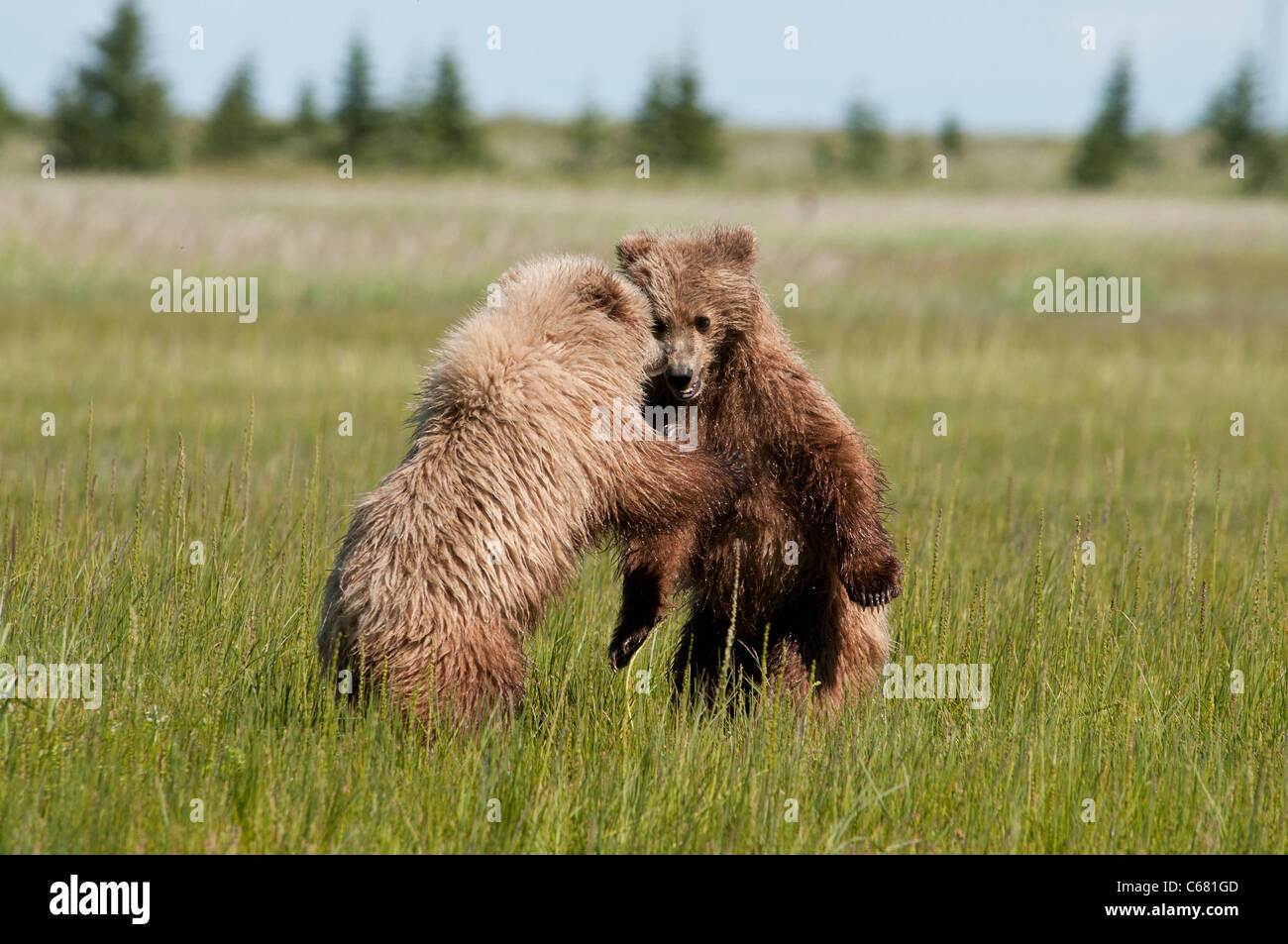 Two cub fighting hi-res stock photography and images - Alamy