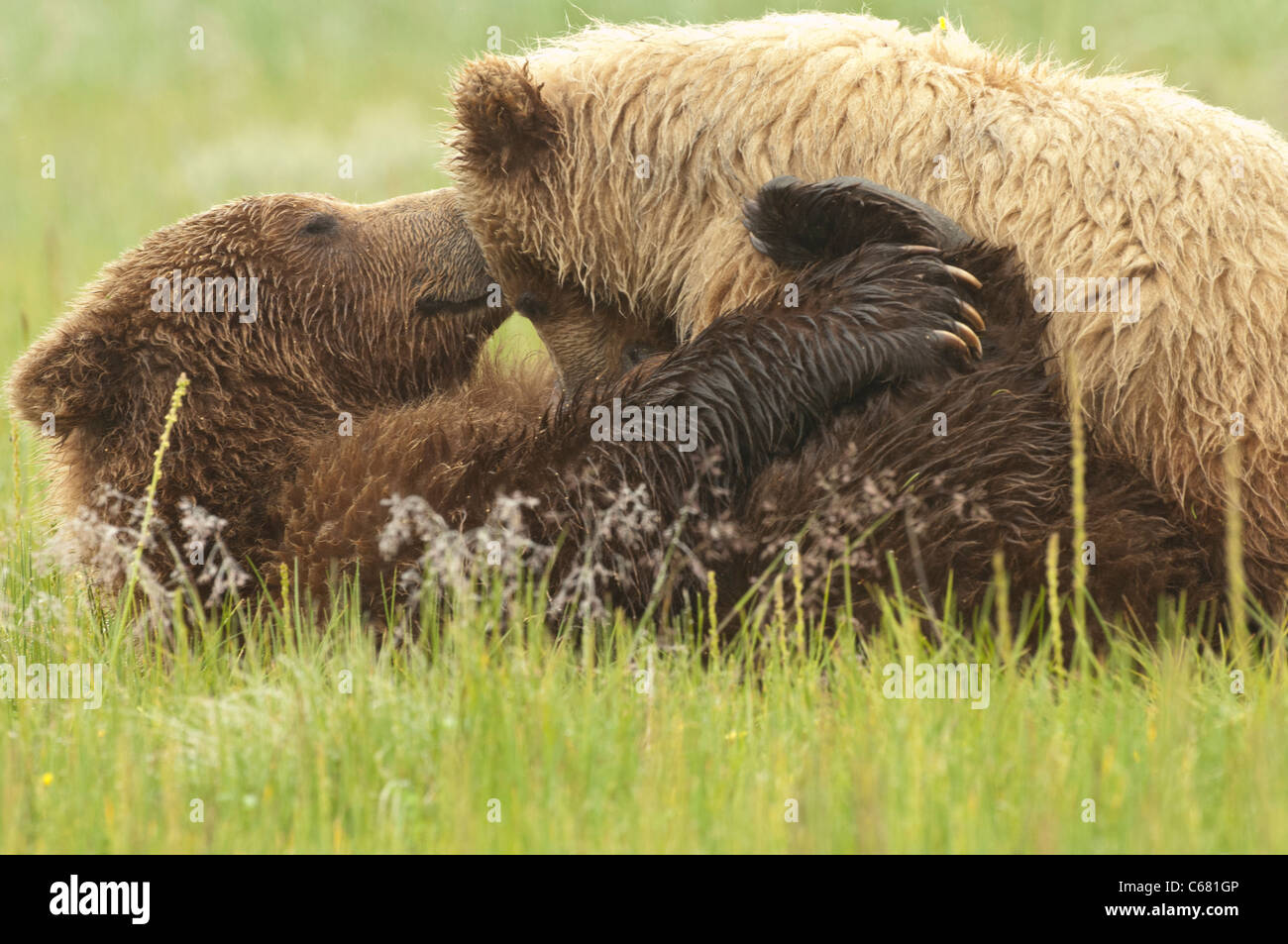 Stock photo of a yearling brown bear cub nursing Stock Photo - Alamy